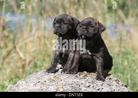 Two young Staffordshire Bull Terriers growling at each other Stock ...