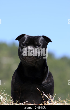 Blue Staffordshire Bull Terrier or Staffy playing tug-of-war game Stock ...