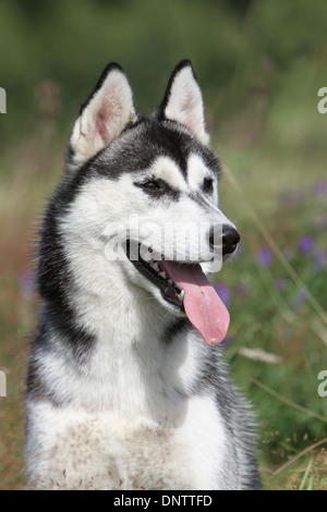 Siberian Husky dog profile portrait with blue eyes and brown white ...