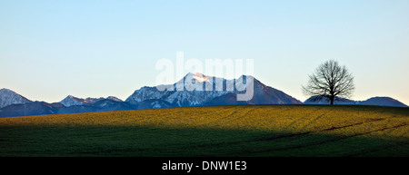 An image of leafless trees with mountains on the background during a ...