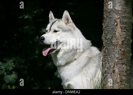 Siberian Husky dog profile portrait with black gray white coat color ...