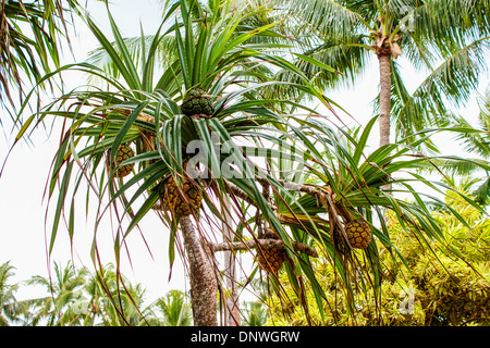Palm tree on the island of Bintang in Indonesia, Asia Stock Photo - Alamy