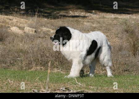 Dog Landseer / adult walking in a meadow Stock Photo - Alamy