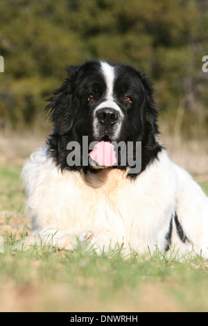 Dog Landseer / adult lying in a meadow Stock Photo - Alamy