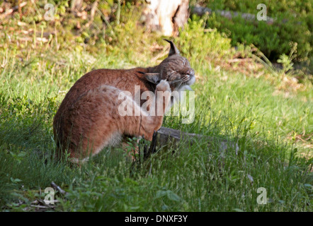 Eurasian lynx scratching Stock Photo - Alamy