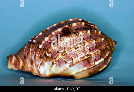 Lateral view of Harp harpa shell Stock Photo - Alamy
