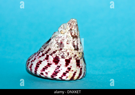 Cone Top shell (Tectus conus) - Seashell Stock Photo - Alamy