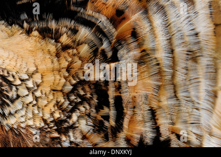 A Ruffed Grouse, Bonasa umbellus) tail feather isolated on white Stock ...