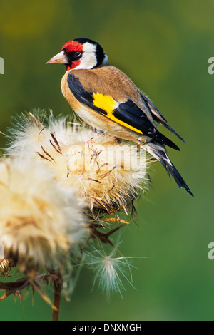 Europen Goldfinch Carduelis carduelis Stock Photo - Alamy