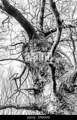 Old gnarled Tree Stock Photo - Alamy