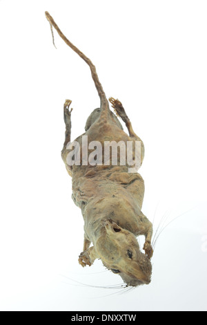 mummified rat over white background with clipping path Stock Photo - Alamy