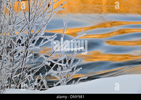 Open water of Wanapitei River with frosted trees in winter, Wanup ...