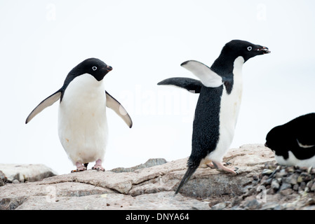 Adelie penguin on the shore in the Antarctica Stock Photo - Alamy