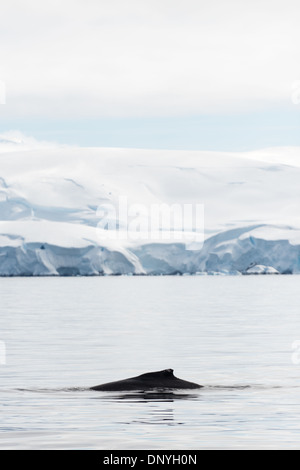 Humpback Whale Diving Fournier Bay Antarctic Peninsula // A humpback ...