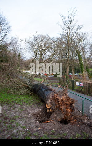 A large tree brought down by the recent storms in Queens Park Brighton ...
