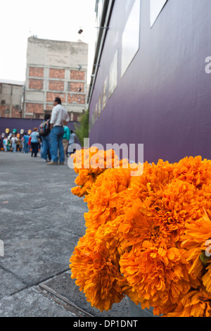 Violet wall, crucifix and flower tagetes erecta or cempasuchil use for ...