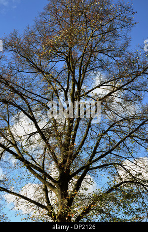 Bare tree with few leaves in foreground and horses grazing in the ...