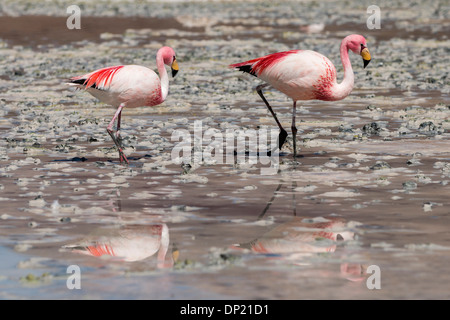 Andean flamingos (Phoenicoparrus andinus), Potosí Department, Bolivia ...
