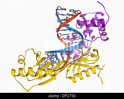 TATA box-binding protein and DNA. Molecular model showing a TATA box ...