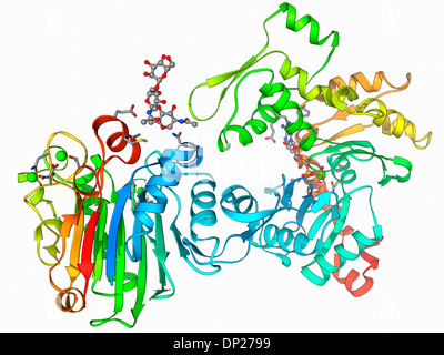 DNase I complex. Molecular model of deoxyribonuclease I complexed with ...