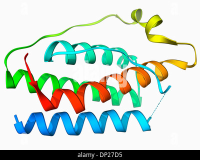Leptin molecule. Molecular model of the human hormone leptin. Leptin is ...