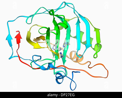 Carbonic anhydrase II, molecular model. This enzyme catalyses the ...
