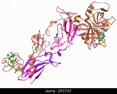 Coagulation factor complex molecule. Molecular model showing a blood ...
