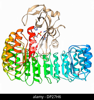 Ribonuclease A (RNAse A), molecular model. Ribonuclease (RNase) is a ...