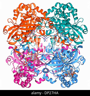 Catalase, molecular model Stock Photo - Alamy