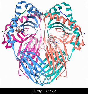 MHC protein complexed with flu virus. Molecular model showing human ...