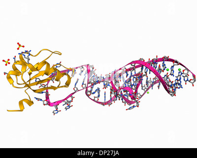 Hepatitis D virus ribozyme complex. Molecular model showing an RNA ...