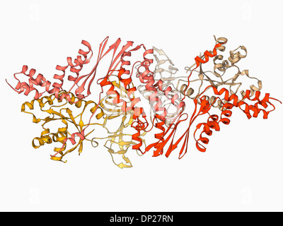Elongation factors Tu and Ts, molecular model. These enzymes are ...