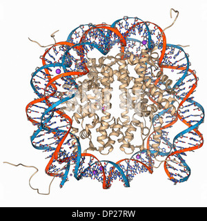 Nucleosome, molecular model. A nucleosome is a subunit of chromatin ...