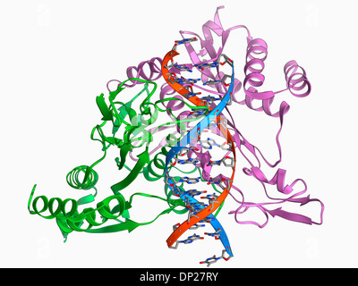 Restriction enzyme and DNA. Molecular model showing an EcoRI endonuclease enzyme (purple and ...