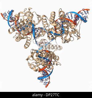 Cre-Lox recombination. Molecular model of the enzyme CRE (cyclization ...