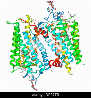 Rhodopsin molecule, illustration Stock Photo - Alamy