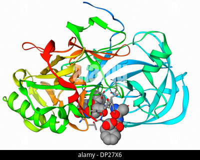 Beta-secretase 1 (BACE1, aspartyl protease domain). BACE inhibitors are ...