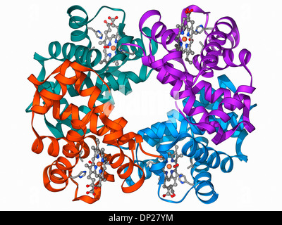 Haemoglobin and oxyhaemoglobin, illustration Stock Photo - Alamy