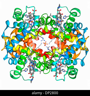 Haemoglobin and oxyhaemoglobin, illustration Stock Photo - Alamy