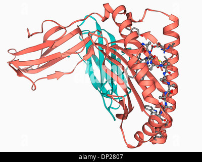 MHC protein-antigen complex. Molecular model of the human class I MHC ...