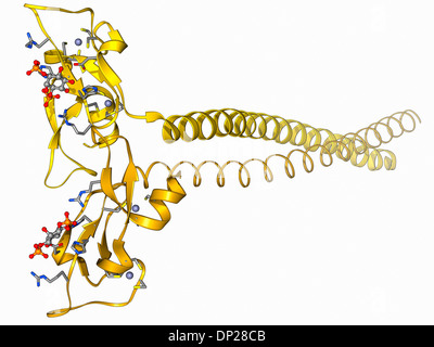 Early endosome antigen 1 (EEA1), molecular model. This protein is ...