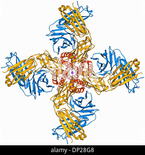 Voltage-gated potassium (Kv) ion channel, molecular model. Ion channels ...