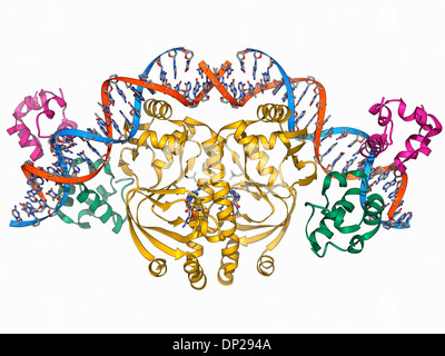 Gene activator protein. Molecular model of catabolite gene activator ...