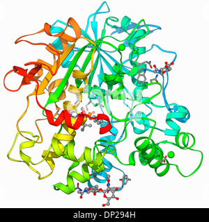Lipase molecule, molecular model. Lipase is an enzyme that breaks ...