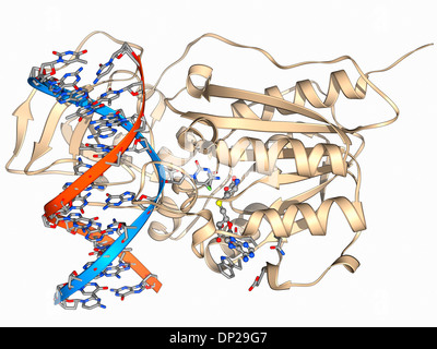 Methyltransferase and DNA. Molecular model of the enzyme HhaI ...