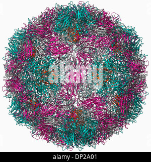 Rhinovirus 16 capsid, molecular model. This is human rhinovirus 16. The ...