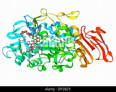 Amylase. Molecular model of the enzyme alpha-amylase from the human ...
