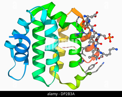 Beta-secretase 1 (BACE1, aspartyl protease domain). BACE inhibitors are ...