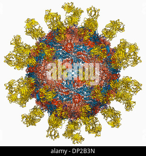 Foot-and-mouth disease virus. Molecular model of the foot-and-mouth ...