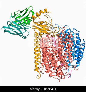 Cytochrome c oxidase. Molecular model of a cytochrome c oxidase enzyme ...
